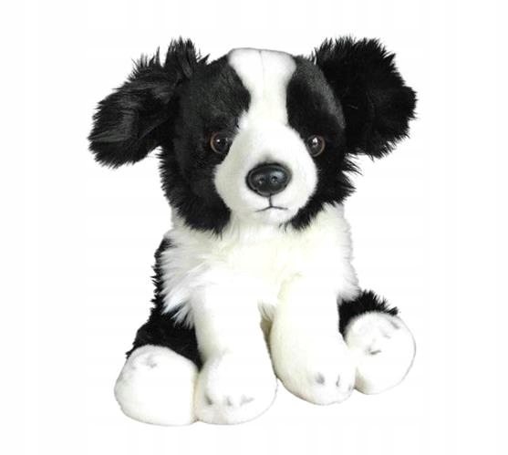 Border Coli Pies - Niska cena na Allegro