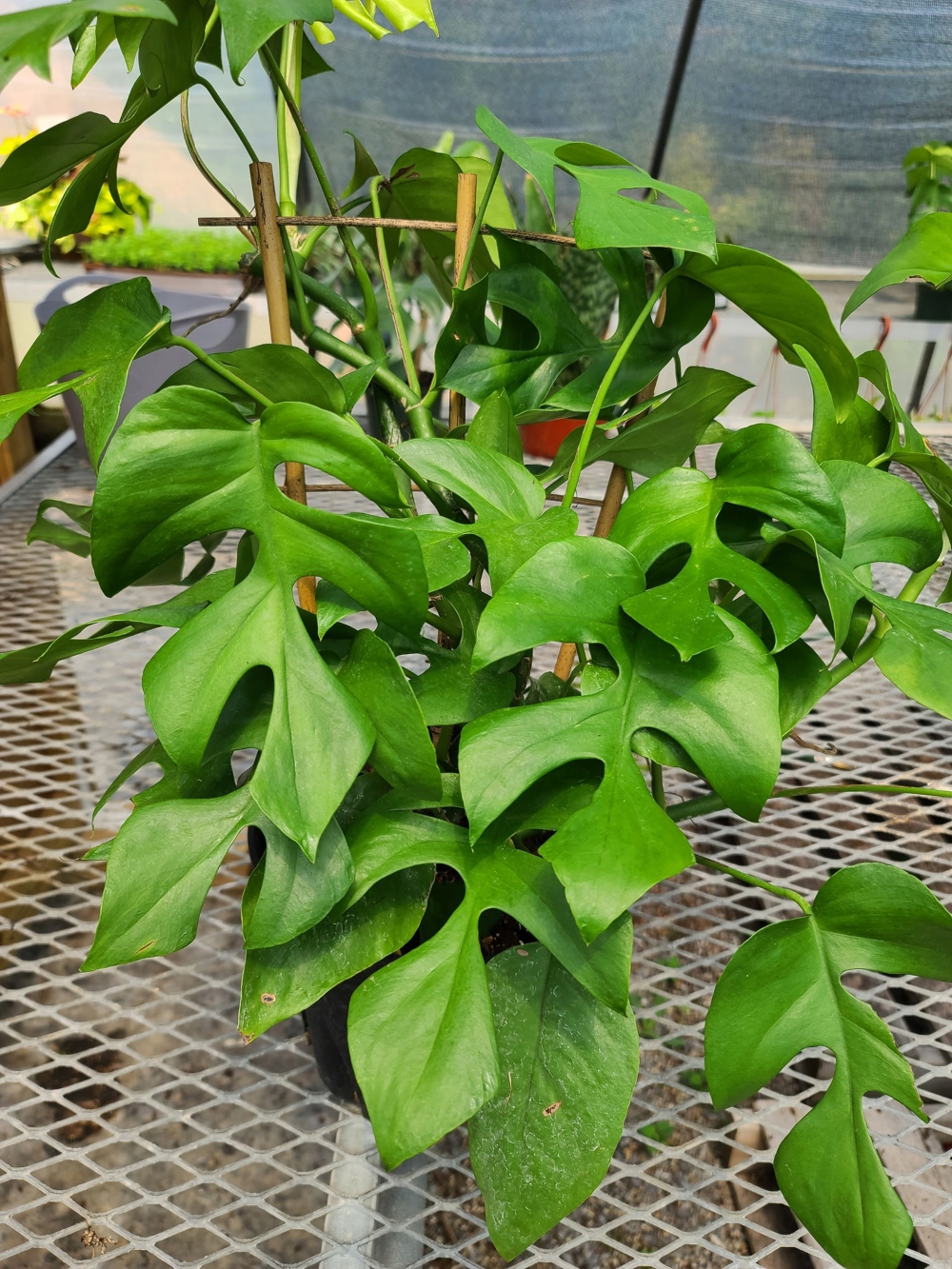 Rhapidophora Tetrasperma Mini Monstera Minima • Cena, Opinie • Rośliny ...