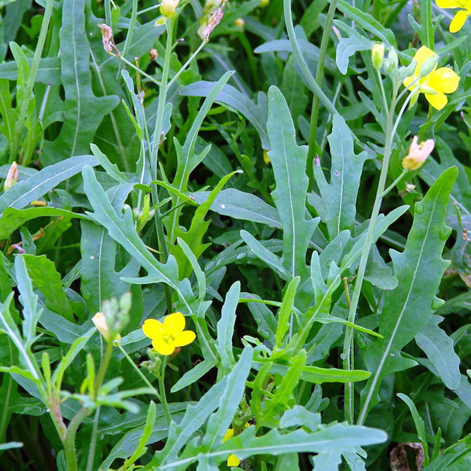 Rukola Dzika Wieloletnia Nasiona Toraf 1g (5907595503020) • Cena ...