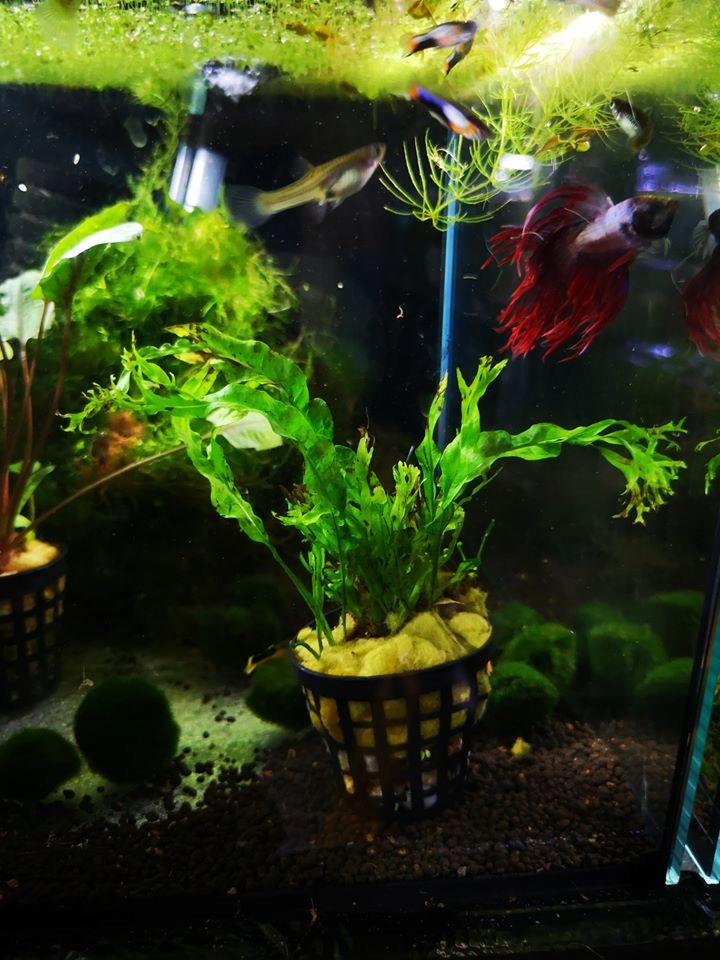 Microsorium sp. Pteropus Windelov koszyk roślina • Cena, Opinie ...