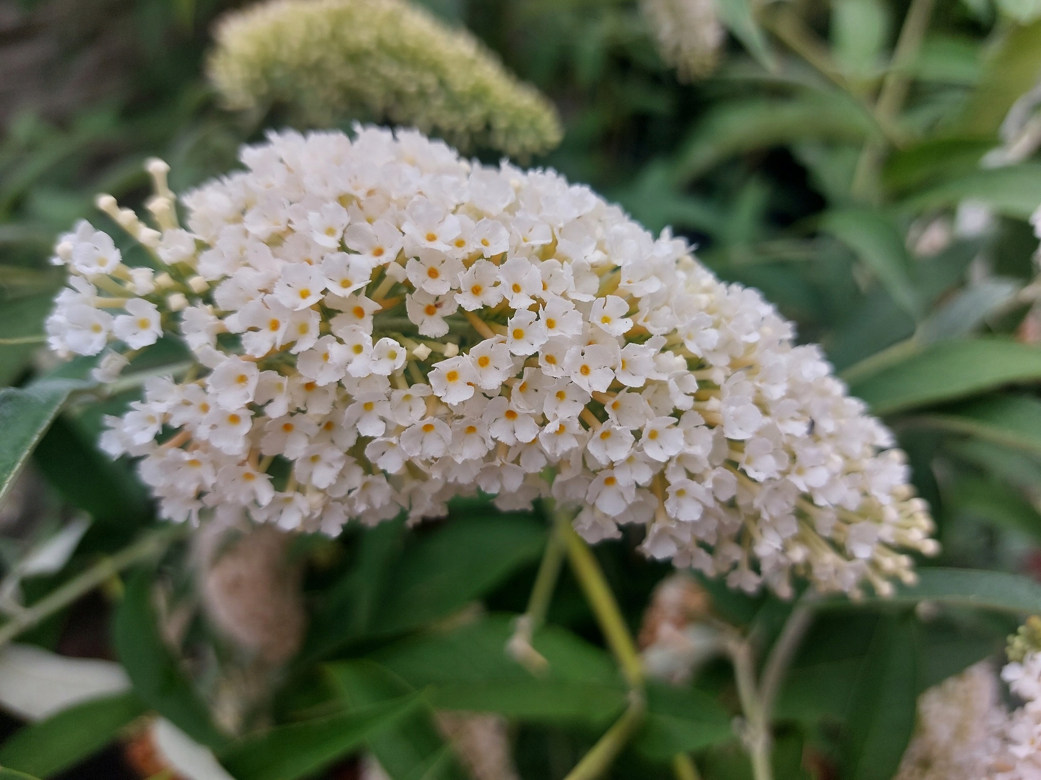 Budleja Davida 'White Profusion' sadzonka w pojemniku 2-3l 20-30 cm • Cena, Opinie • Drzewa i ...