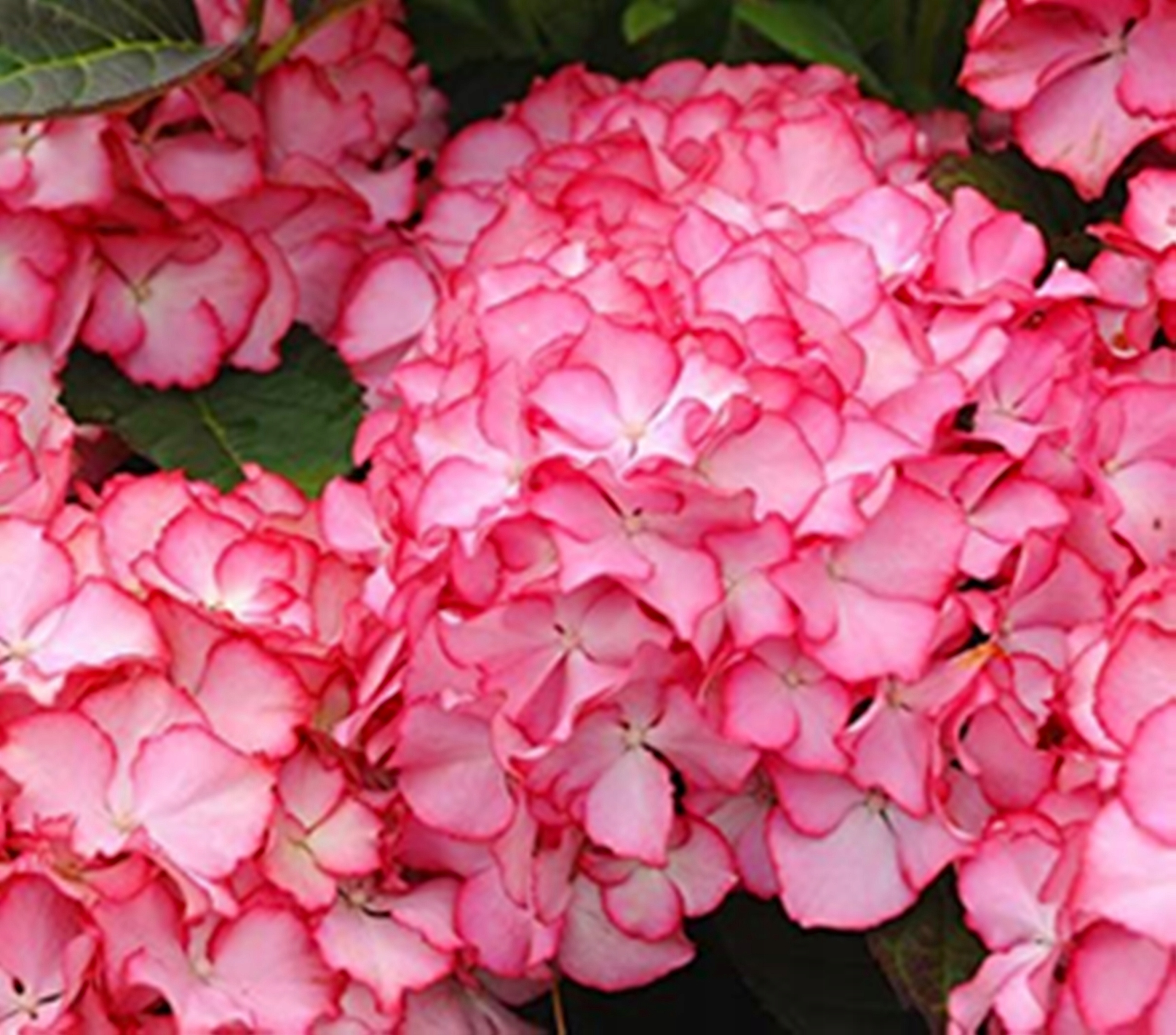 Hortensje różowy sadzonka w pojemniku do 0,5l 10-15 cm • Cena, Opinie ...