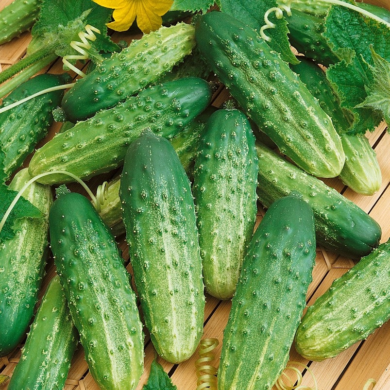 Ogórek Octopus Premium Seeds nasiona 1 g (5904815180443) • Cena, Opinie ...