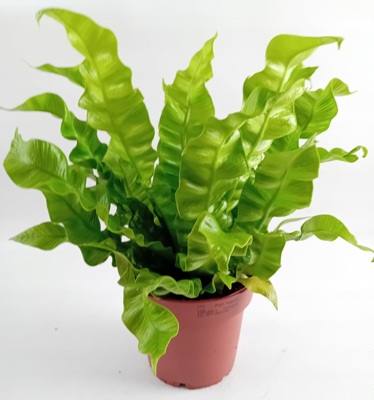 Papraď Asplenium nidus Crispy Wave 12Ø 27 cm, • Ceny, Recenzie - Allegro