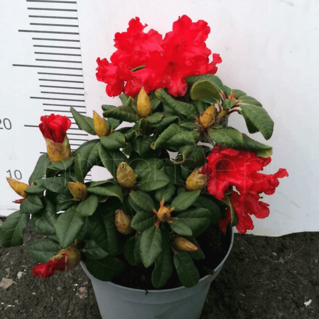 Rododendron Scarlet Wonder - Niska cena na Allegro.pl