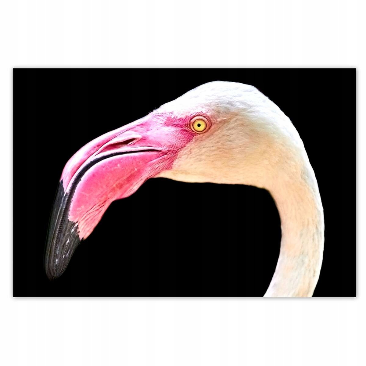 Naklejki 93x62 Flaming Ptak Co ja pacze • Cena, Opinie • Naklejki ...