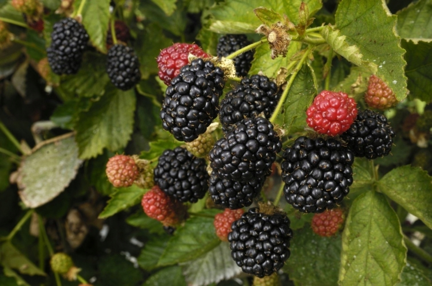 Jeżyna bezkolcowa 'Triple Crown' (Rubus fruticosus) - sadzonki 15 - 20 ...