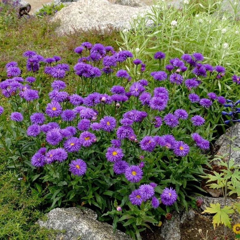 Aster alpejski DUNKLE SCHONE fioletowy DONICZKA (Aster alpejski DUNKLE ...