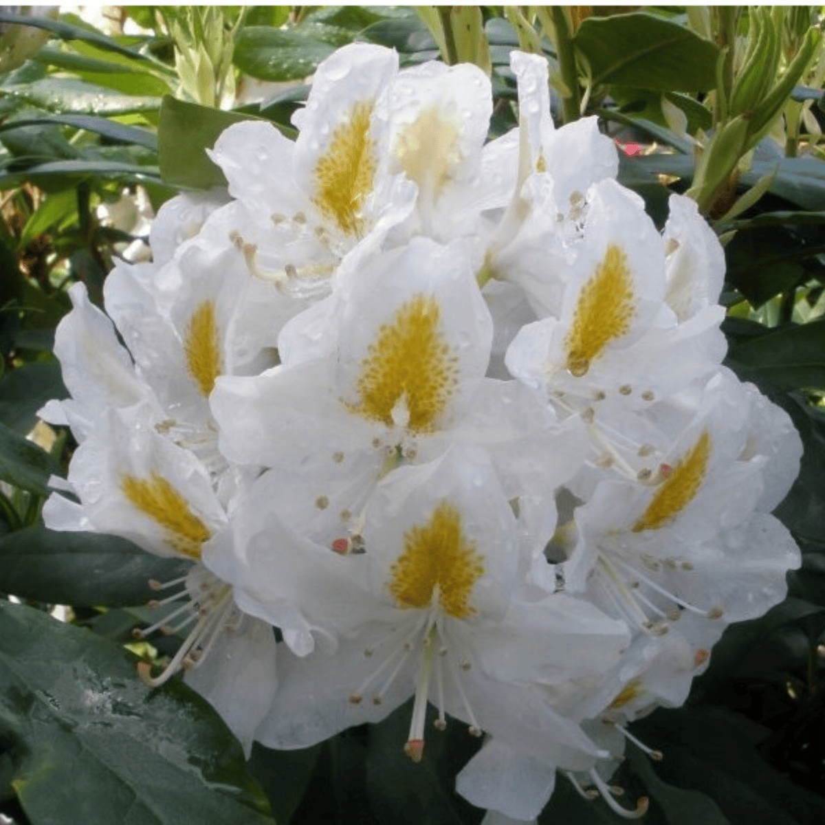 Rodondron sadzonka w pojemniku 2-3l • Cena, Opinie • Rośliny doniczkowe ...