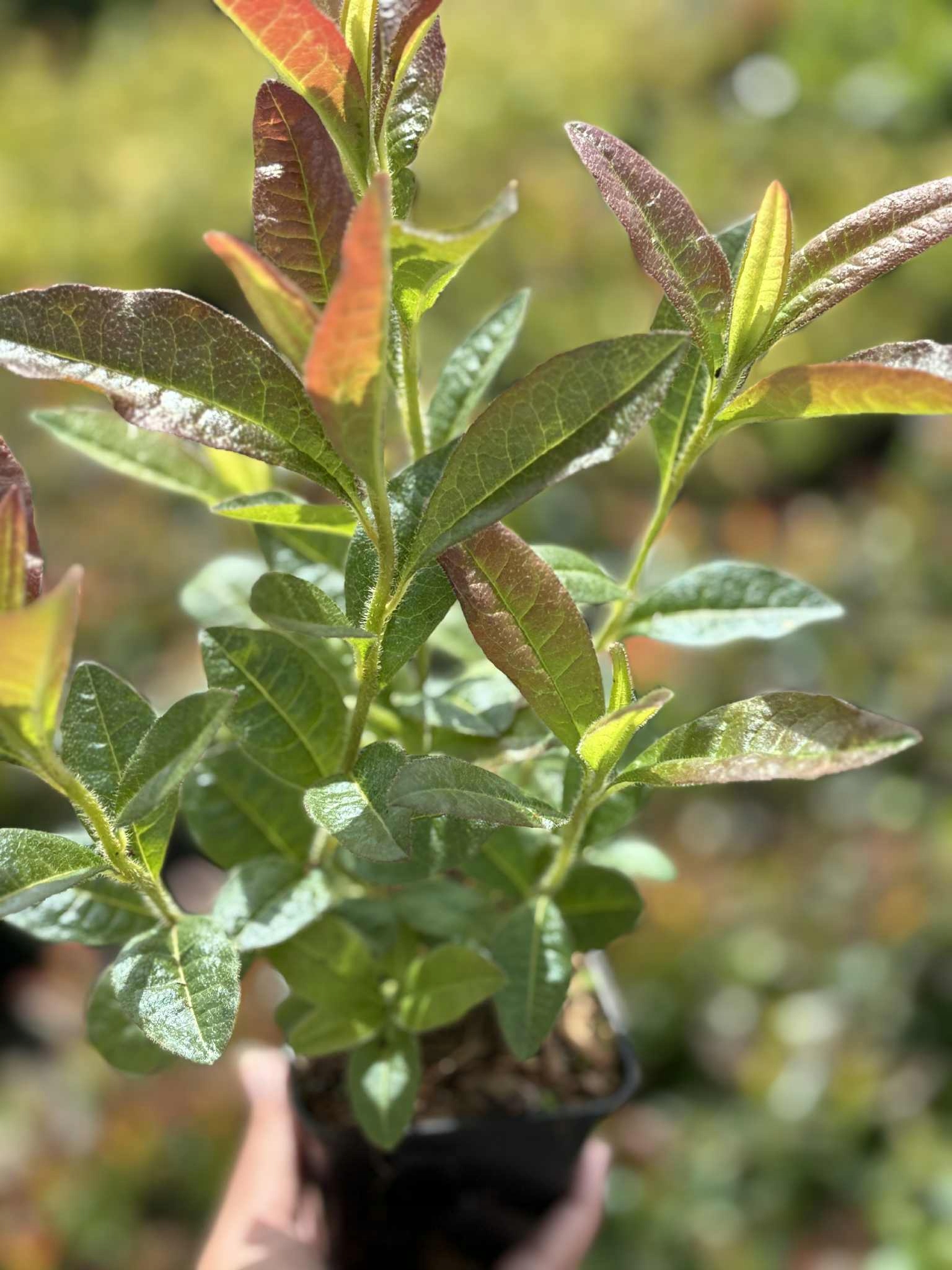 Azalia sadzonka w pojemniku 0,5-1l 10-20 cm • Cena, Opinie • Drzewa i ...