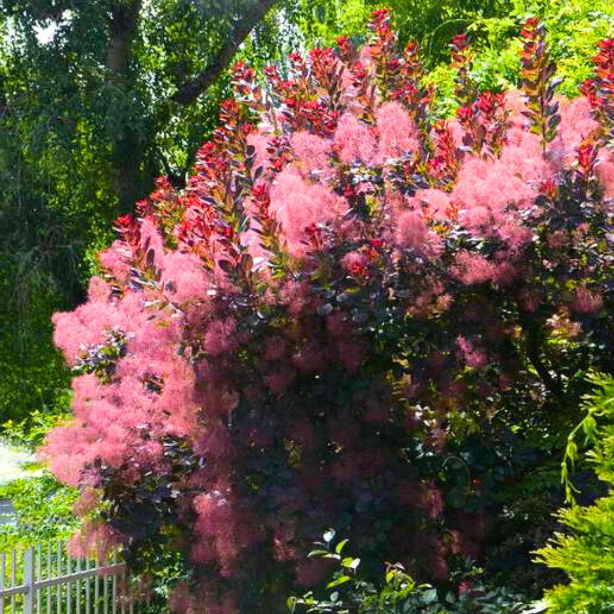 Perukowiec podolski Grace (C2) • Cena, Opinie • Drzewa i krzewy ...