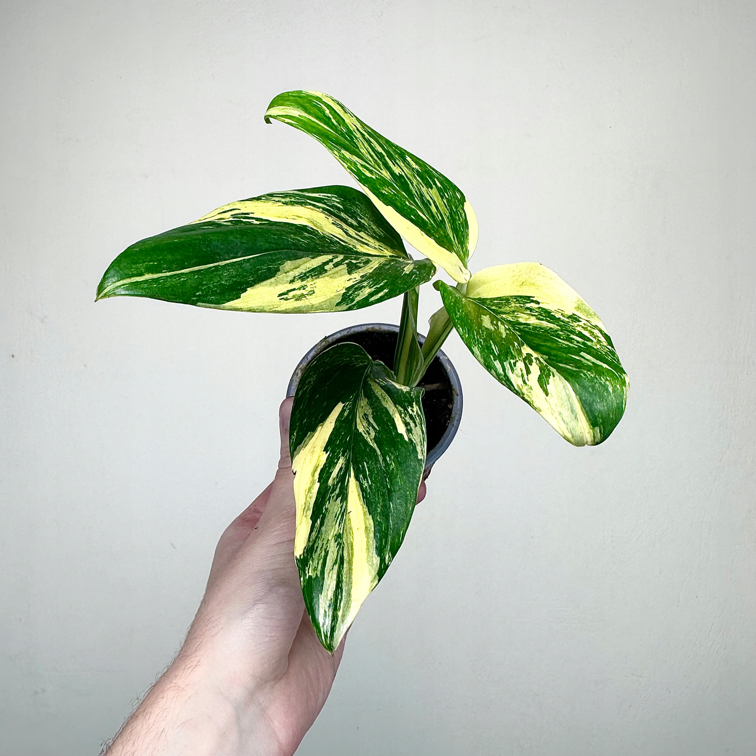 Monstera Yellow - Rośliny doniczkowe | Allegro