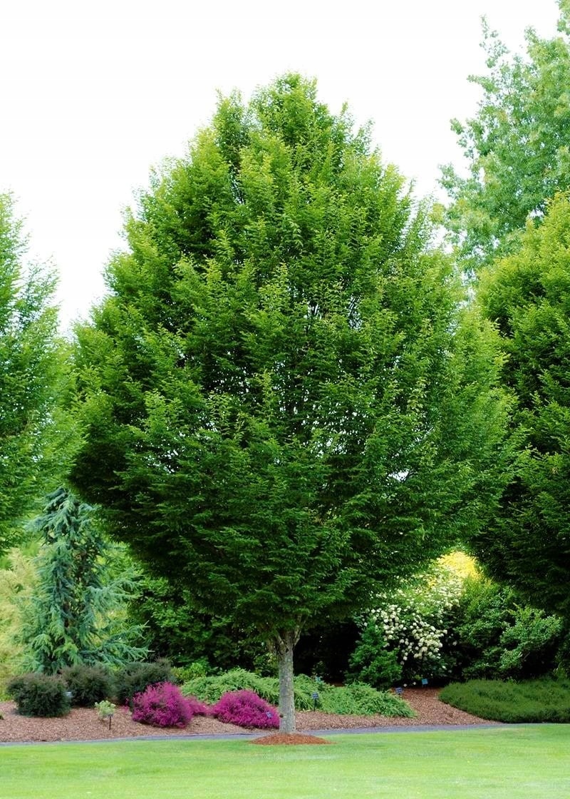 Grab Fastigiata - Niska cena na Allegro