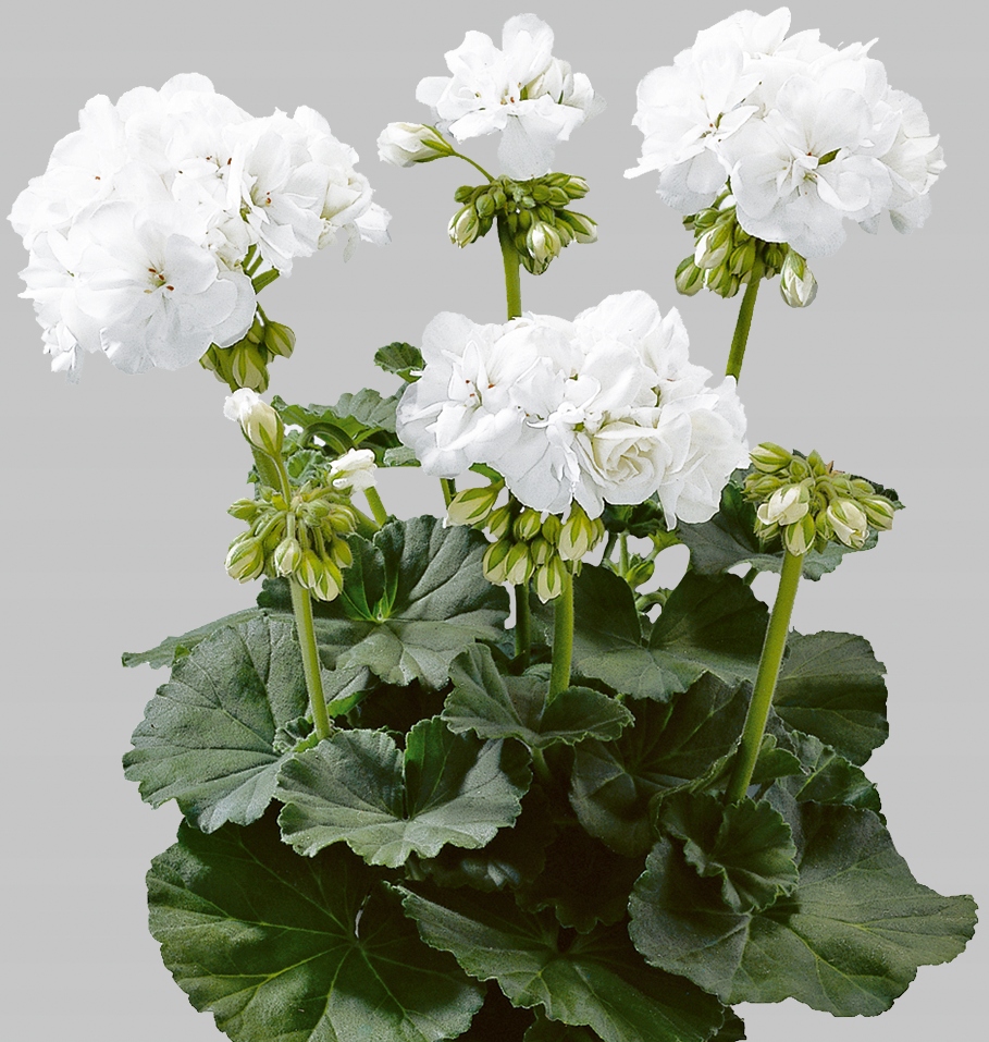 PELARGONIA rabatowa GAMA biała nasiona (5905505404375) • Cena, Opinie ...