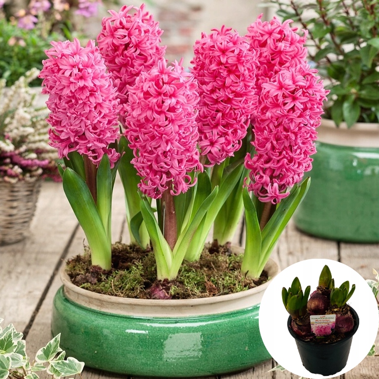 Hiacynt Trio Soczysto Różowy 3 Duże Cebule Posadzone W Sporej Doniczce ...