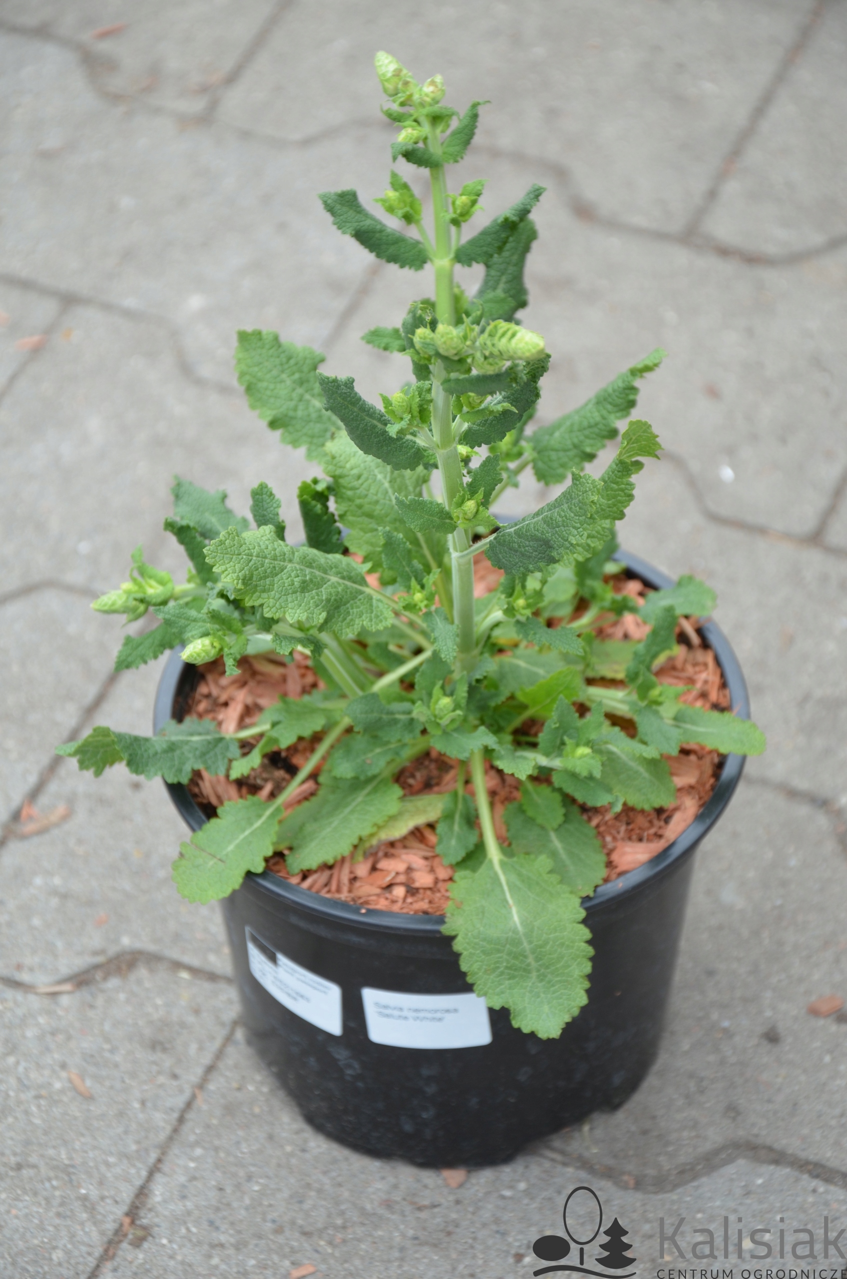 Salvia nemorosa 'Salute White' Szałwia omszona 2L (20014162) • Cena ...