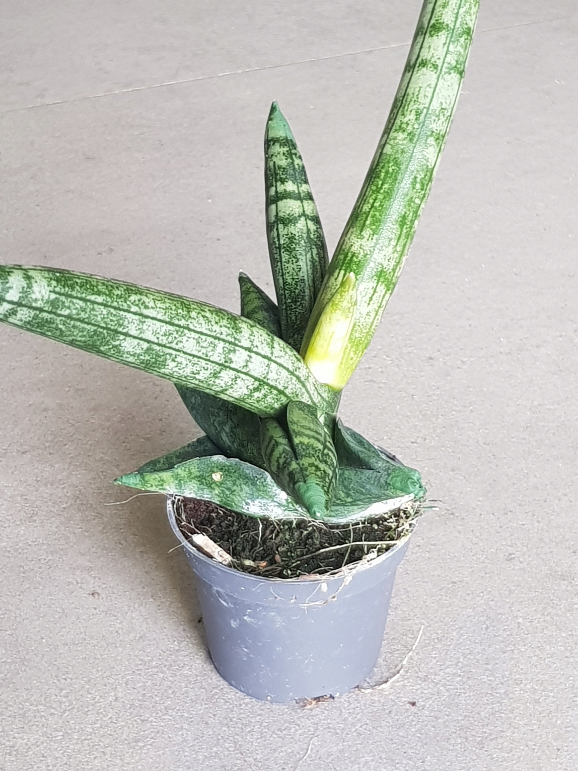 Sansewieria Boncellensis sadzonka w pojemniku do 0,5l • Cena, Opinie ...