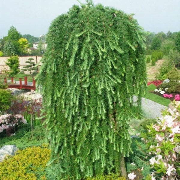 Japonský smrekovec STIFF WEEPER 120 cm za 15.03EUR - Allegro