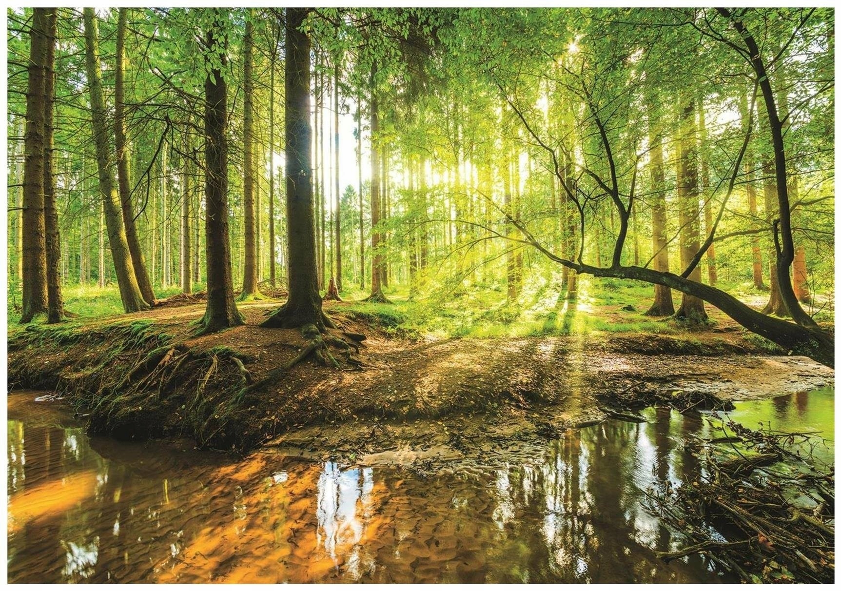 Les Stromy Paprsky - Nízká cena na Allegro