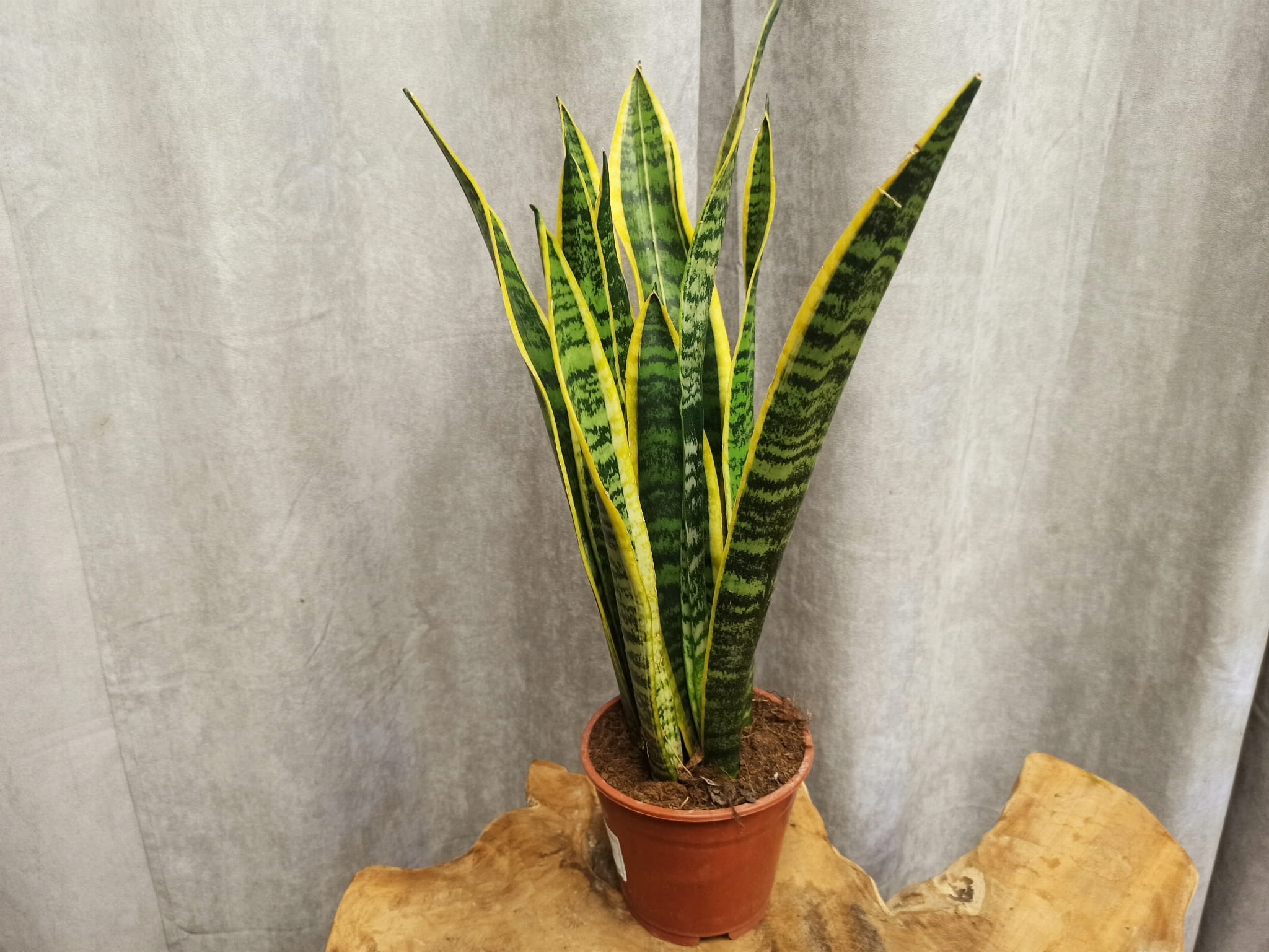 Must have SANSEVIERIA LAURENTII DON. 14 CM • Cena, Opinie • Rośliny ...