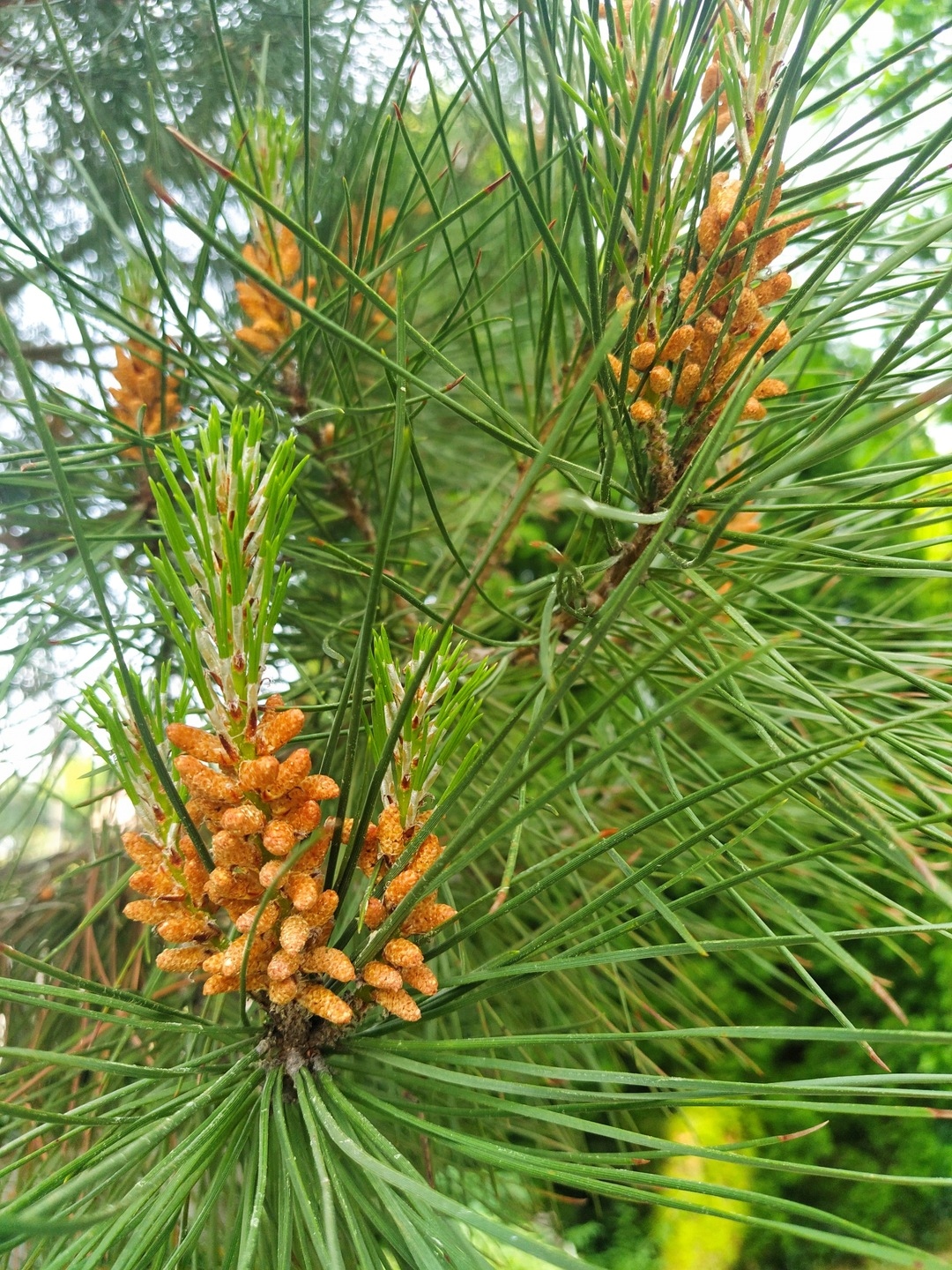 SOSNA PINIA Pinus Pinea ukorzeniona sadzonka drzewko 80 cm • Cena ... SOSNA PINIA Pinus Pinea ukorzeniona sadzonka drzewko 80 cm • Cena ...