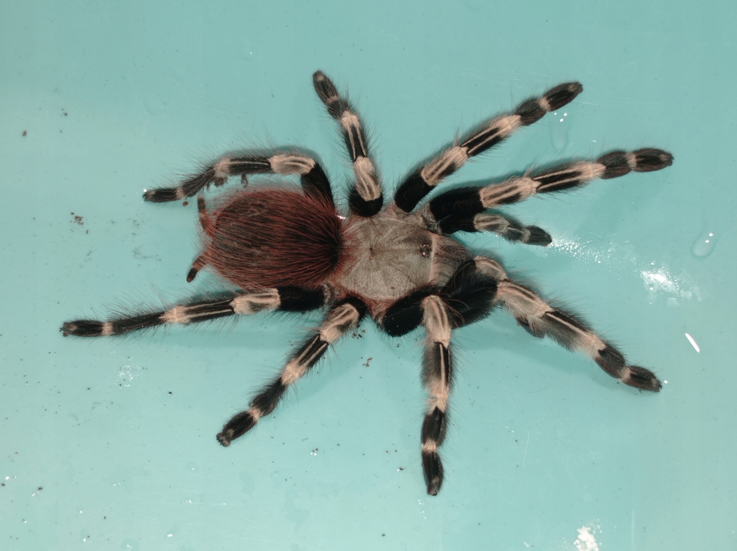 Pająk ptasznik VITALIUS CHROMATUS samica ok 4,5-5dc 15319977891 ...