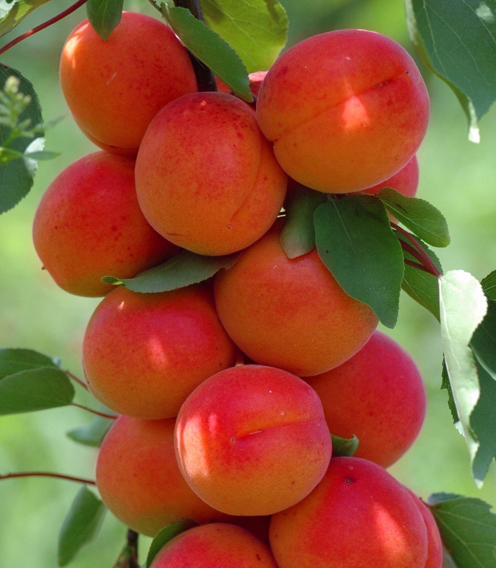 Morela Sirena - Niska cena na Allegro.pl