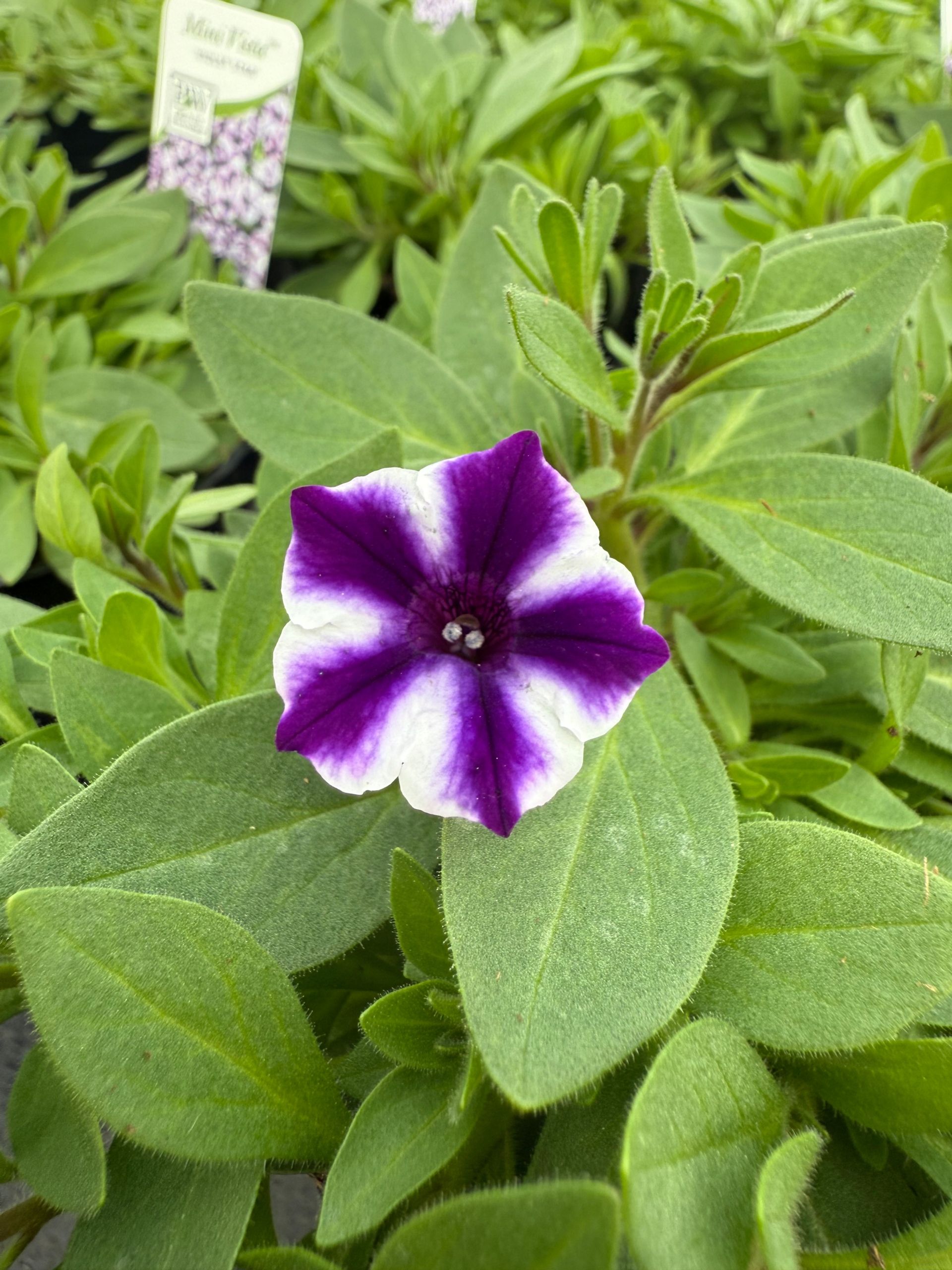 Surfinia Supertunia MINI Vista ładna duża sadzonka VIOLET STAR • Cena ...