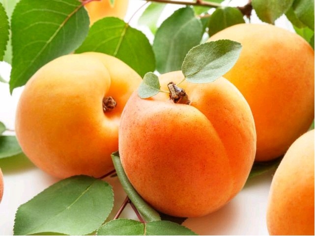 Morela FRANCUSKA-bardzo wczesna,samopylna odmiana • Cena, Opinie ...