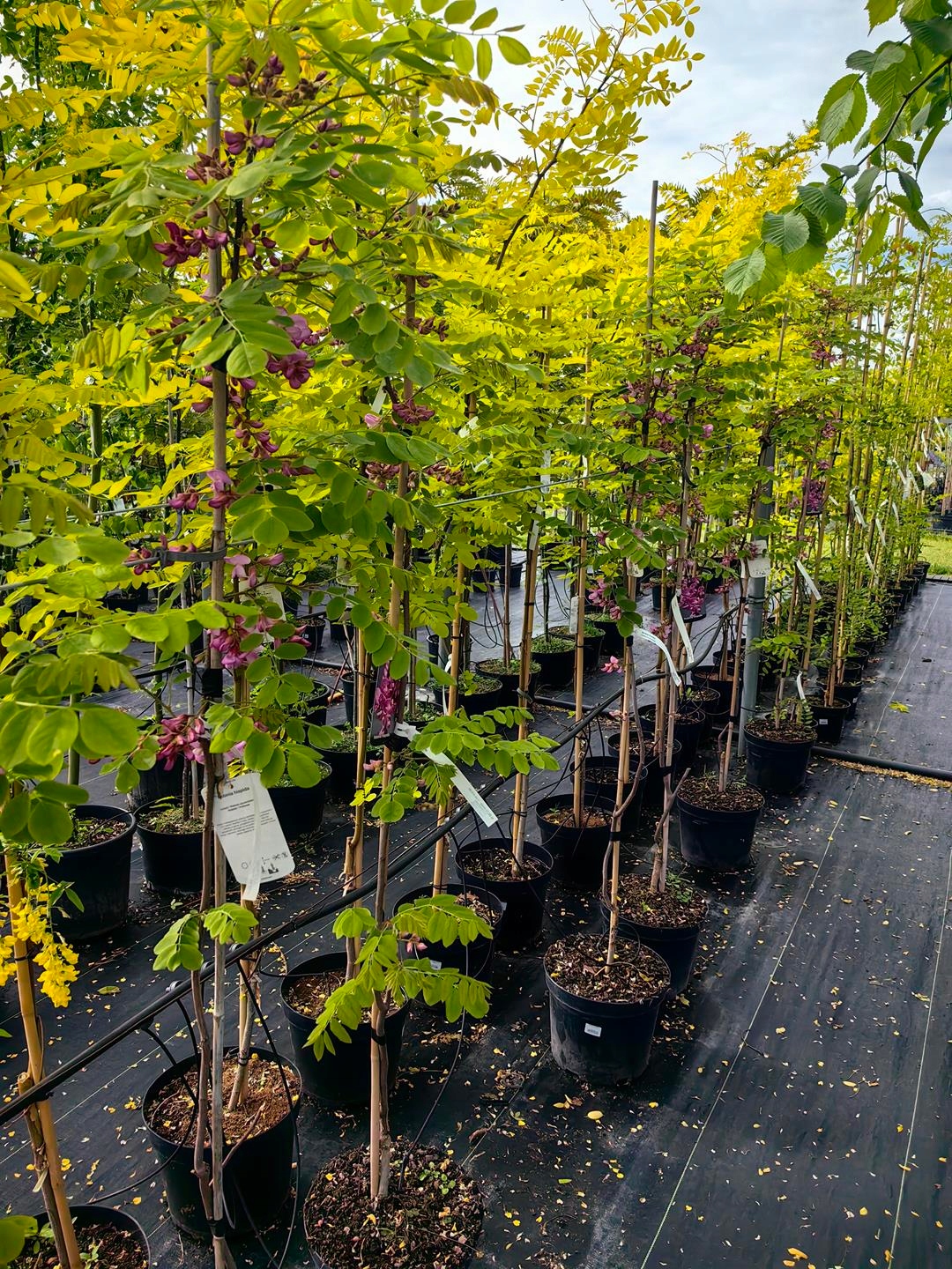 Robinia różowy sadzonka w pojemniku 3-5l 120-150 cm • Cena, Opinie ...