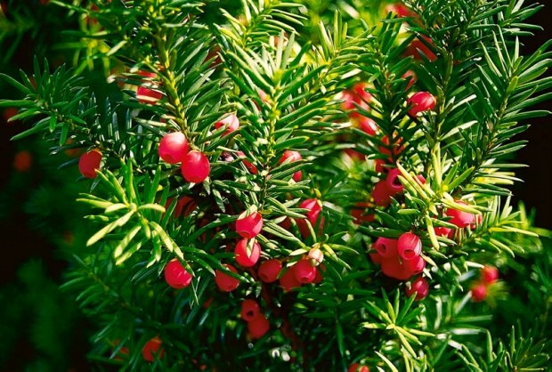 Cis pospolity (Taxus bacatta) 100-150cm DONICZKA • Cena, Opinie ...