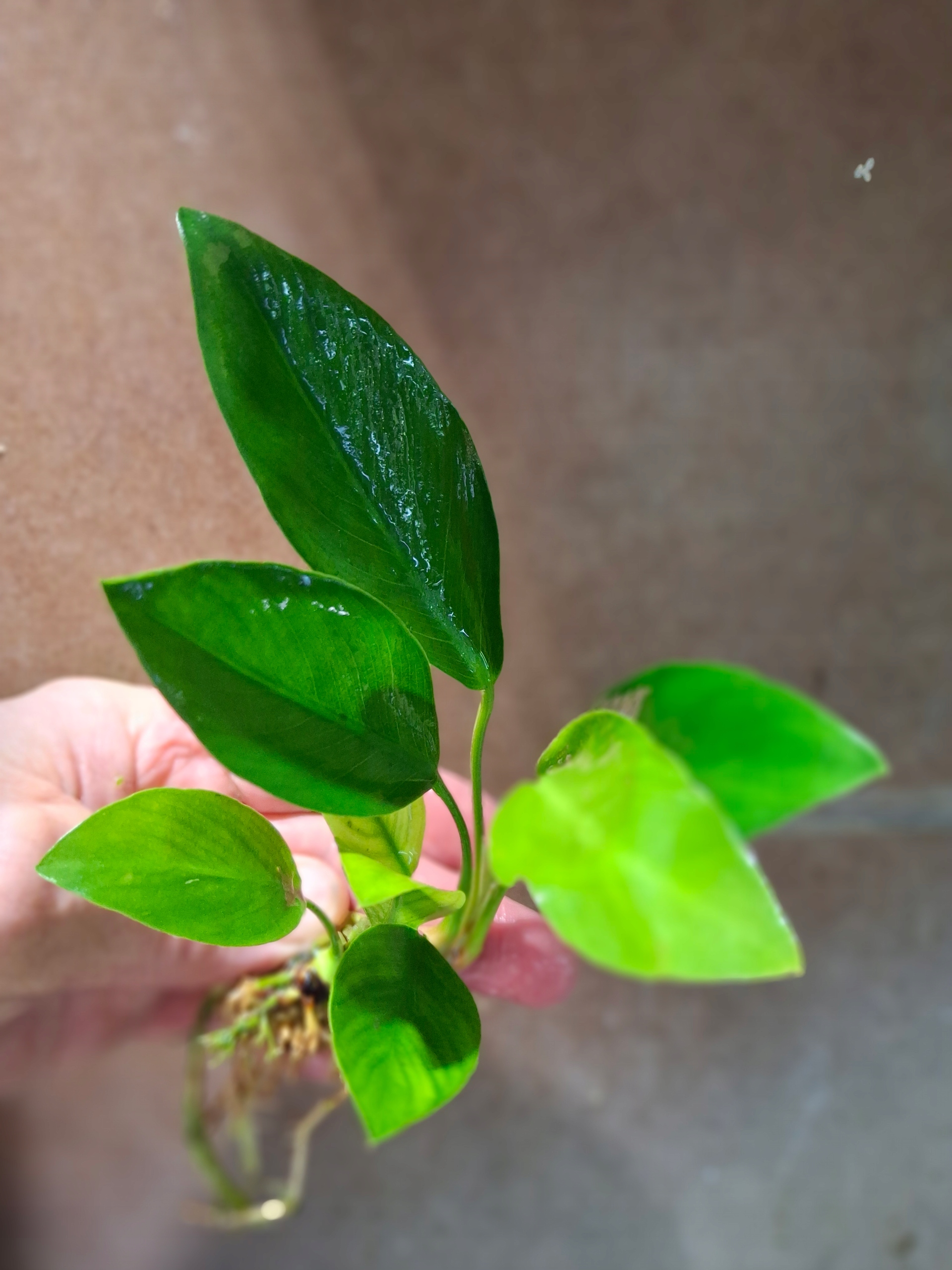 Anubias CONGENSIS ROUND, SADZONKI - promocja!!! • Cena, Opinie ...