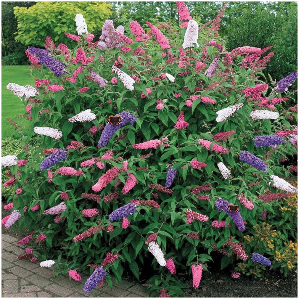 Budleja Dawida Motyli Krzew - Wabi Motyle Buddleja Davidii nasiona 100 ... Budleja Dawida Motyli Krzew - Wabi Motyle Buddleja Davidii nasiona 100 ...