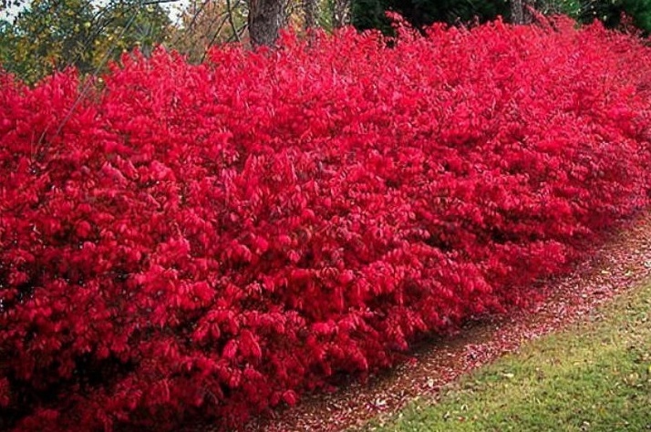 TRZMIELINA RED CASCADE CZERWONY KRZEW EUONYMUS P (Trzmielina pospolita ...