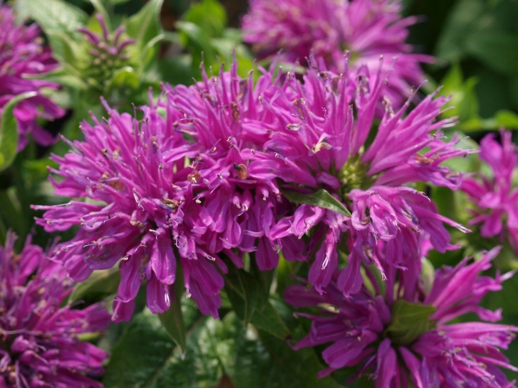 Monarda, Pysznogłówka, BEE-PURE PBR (Monarda hybrida) • Cena, Opinie ...
