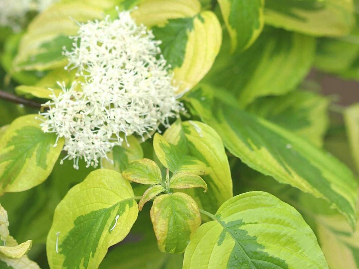 Svída střídavolistá Golden Shadows (kontejner C5) za 963.00CZK - Allegro