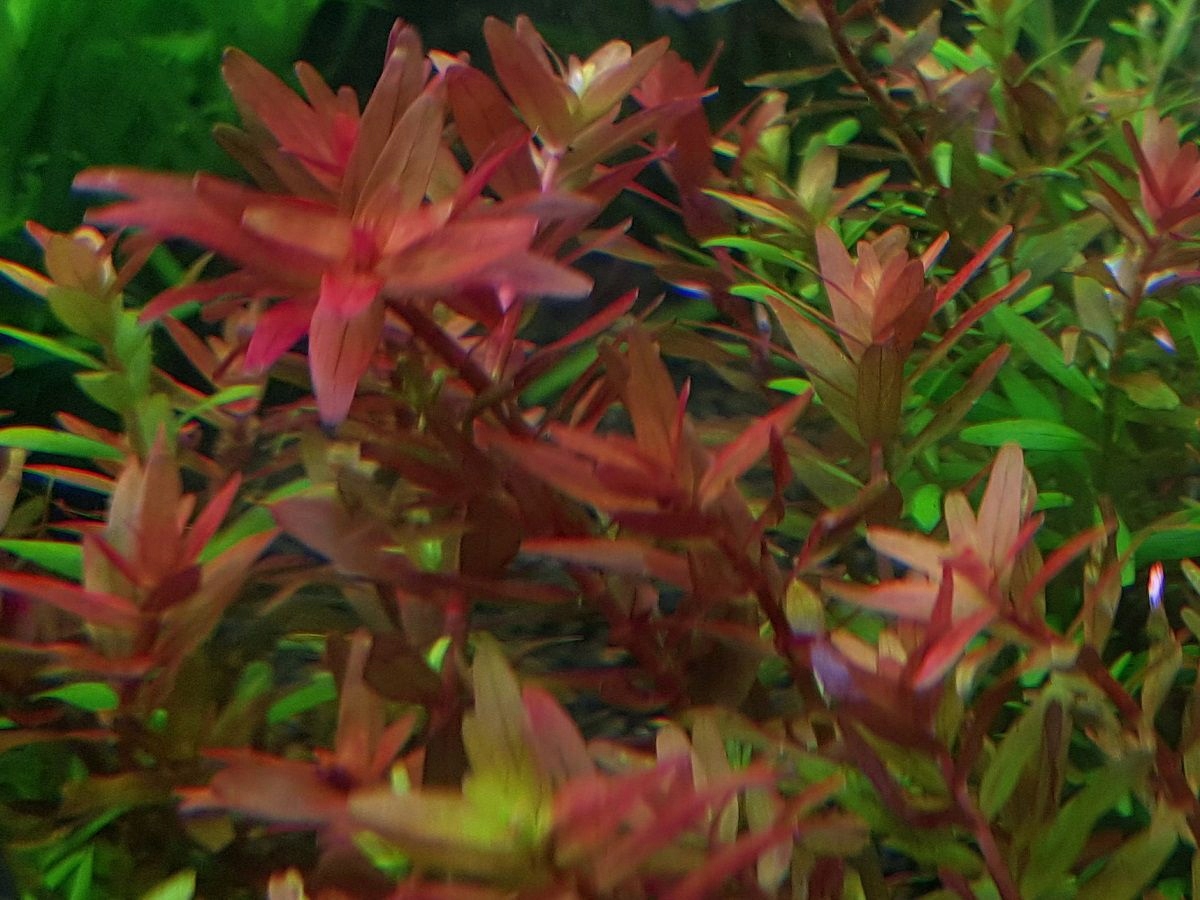 ROTALA BLOOD RED - 5 SZT. - hodowla podwodna (5905351087043) • Cena ...