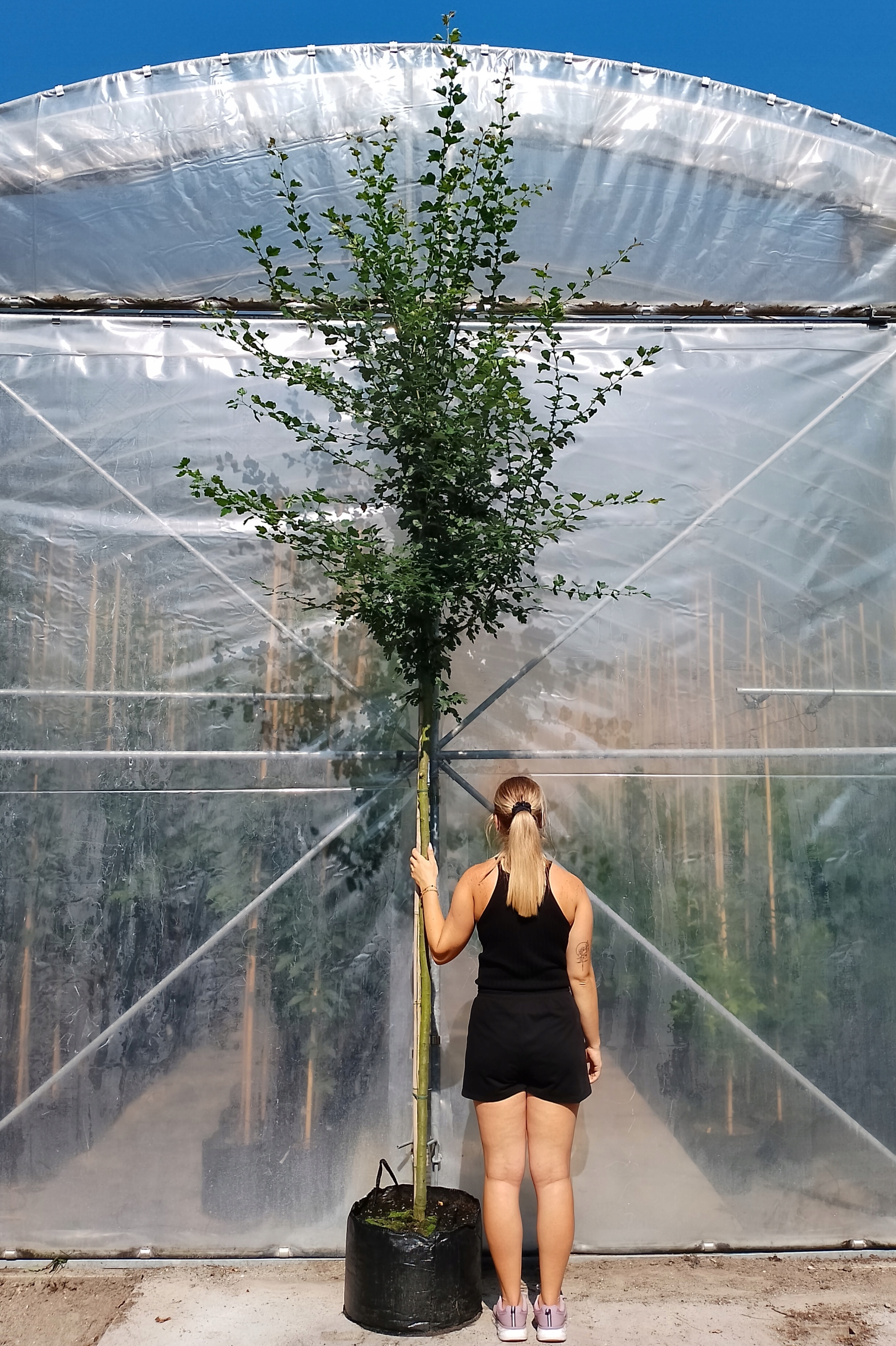 GŁÓG POŚREDNI 'PAUL'S SCARLET' (CRATAEGUS) 4 metrowy • Cena, Opinie ...
