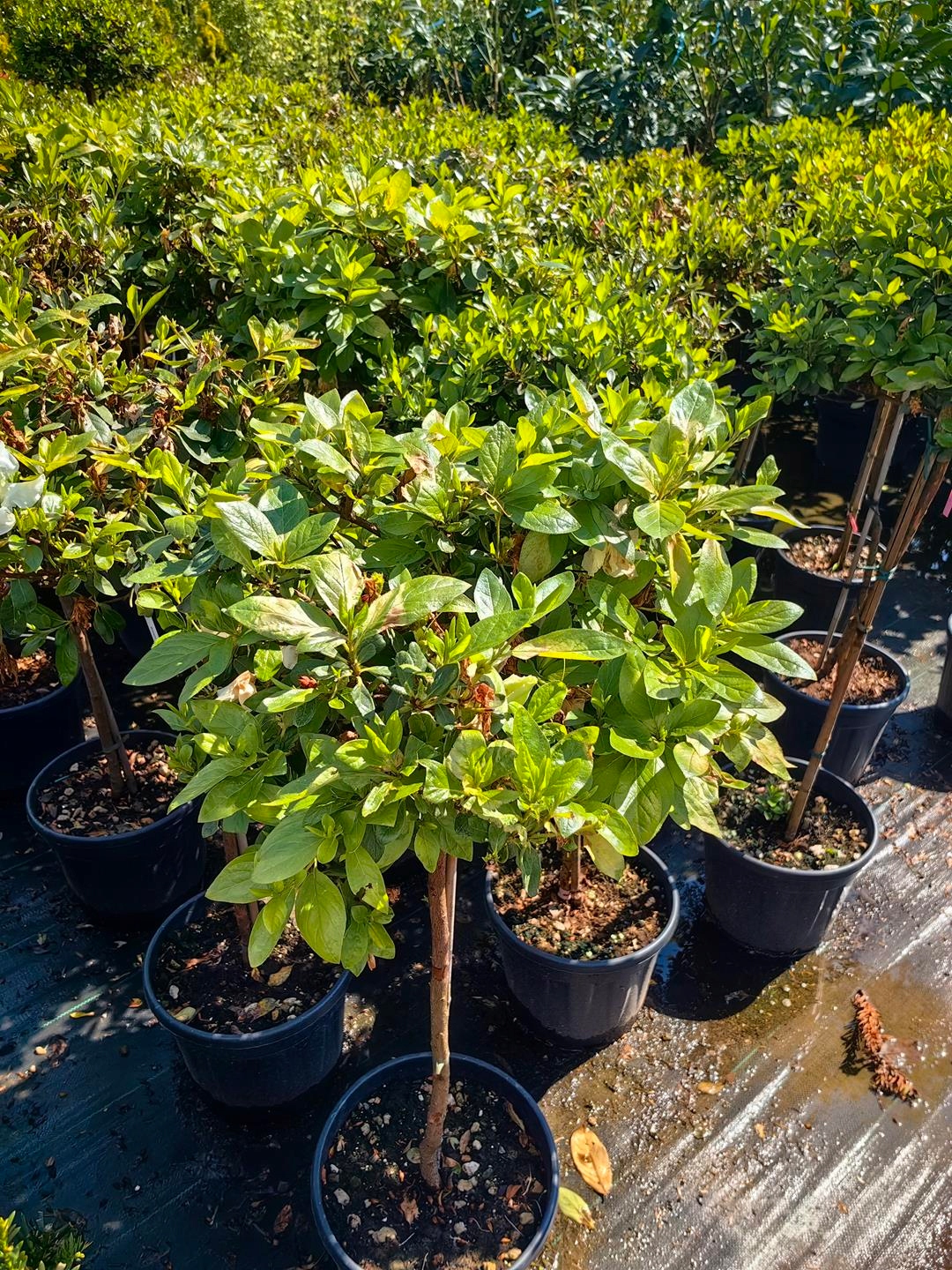 Azalia Japońska - BIANCO - piękna sadzonka szczepiona na pniu BIAŁA ...