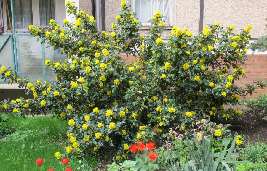 Mahonia Pospolita Aquifolium ZIMĄ PRZEBARWIA SIĘ NA PURPUROWO Sadzonka 2L • Cena, Opinie ...