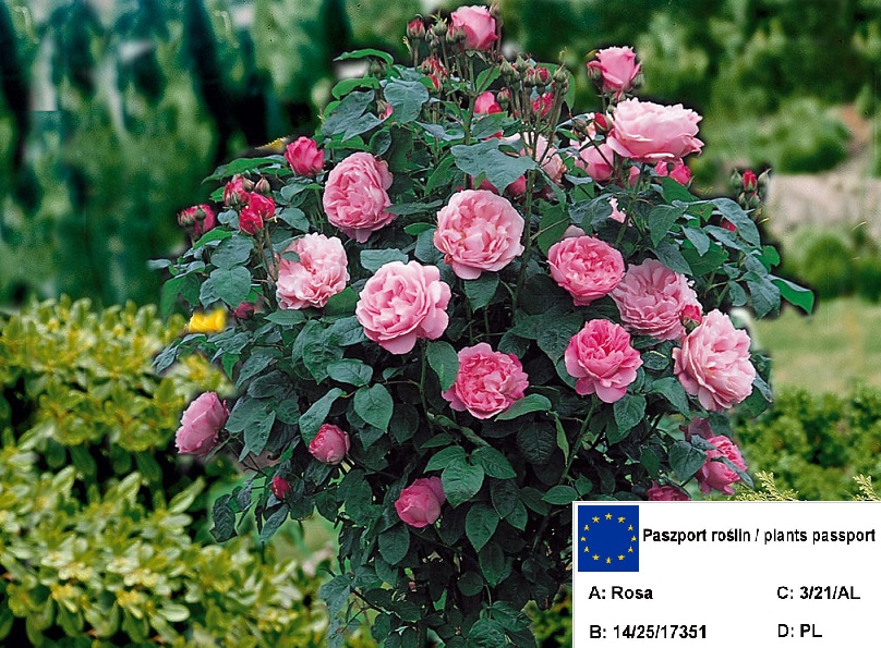 Róża 'rosa' pienna RÓŻOWA DUŻY KWIAT • Cena, Opinie • Drzewa i krzewy ...