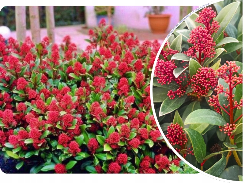 SKIMIA 'Skimmia japonica' JAPOŃSKA RUBELLA (1833) • Cena, Opinie ...