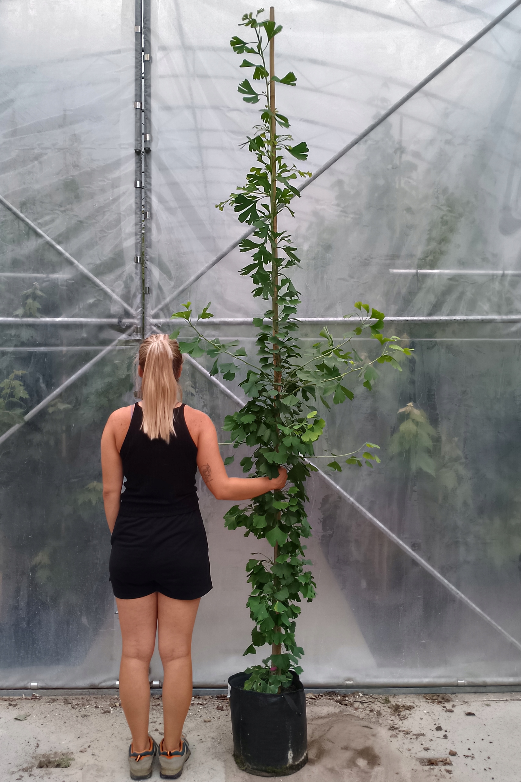 Drzewa i krzewy liściaste - Największy wybór sadzonek, nasion i roślin ...