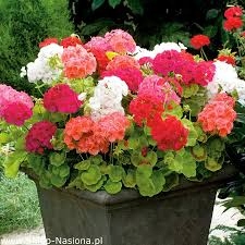 Pelargonia rabatowa mieszanka F2 0,05g Legutko (5903837270002) • Cena ...