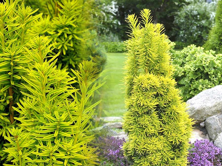 Cis pospolity David Żółty NA ŻYWOPŁOT C2 • Cena, Opinie • Drzewa i ...