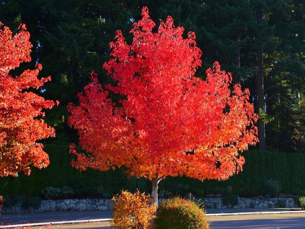 AMBROWIEC AMERYKAŃSKI 70 cm sadzonka W DONICZCE (AMBROWIEC AMERYKAŃSKI ...