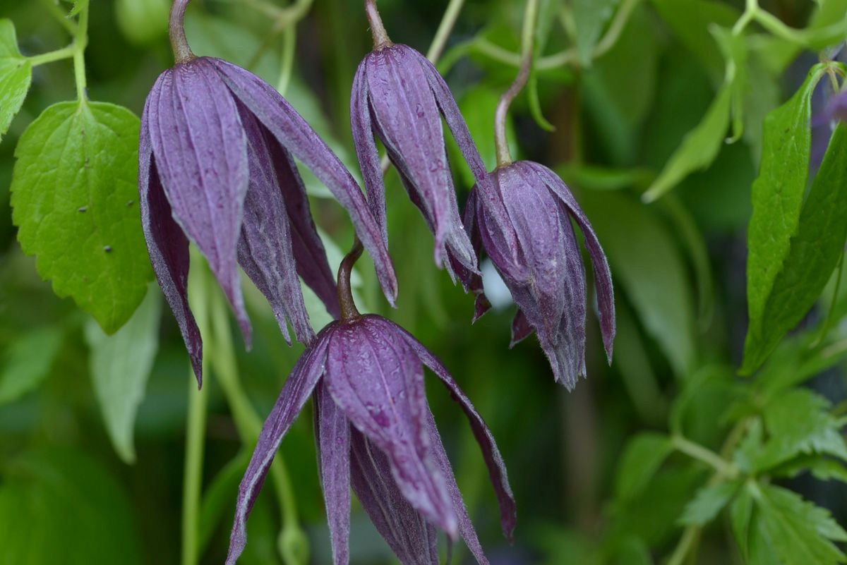 Powojnik- Clematis 'ORION' • Cena, Opinie • Byliny ozdobne 17235833102 ...