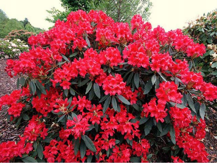 Sadzonki Rododendron - Rośliny doniczkowe | Allegro