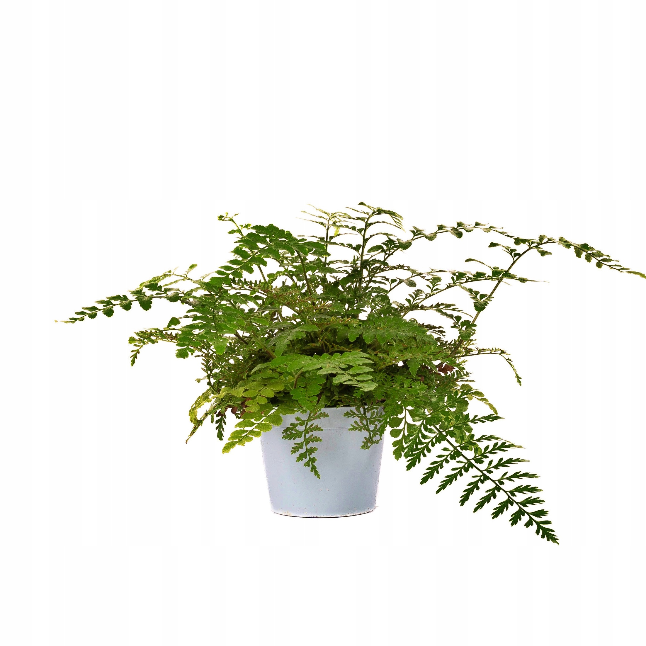 PAPRAĎ sadenica v nádobe 1-2l - Allegro