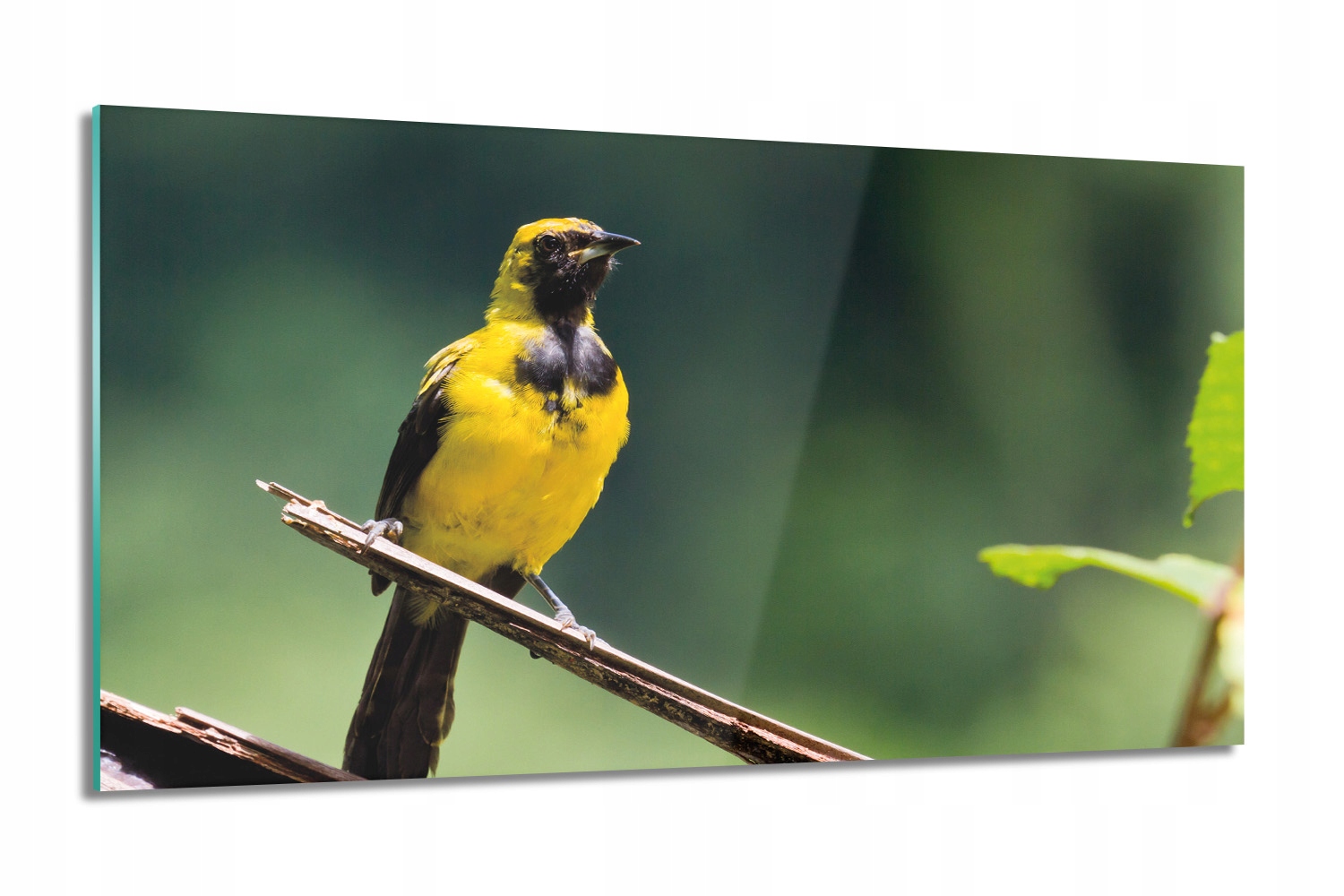 Wilga ptak Foto szklane do kuchni 100x60 grafika • Cena, Opinie ...